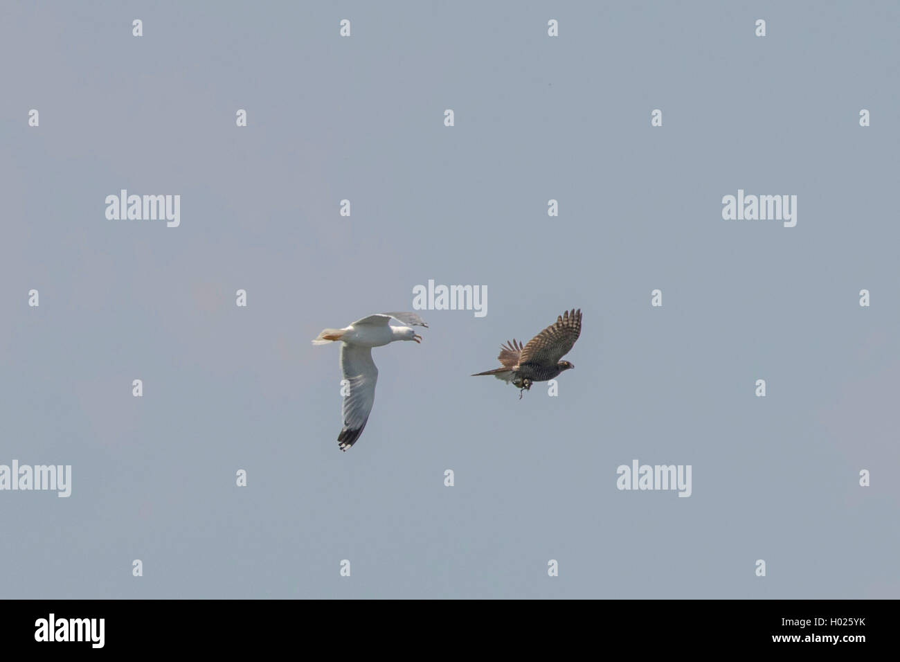 northern goshawk (Accipiter gentilis), with caught singin bird ...