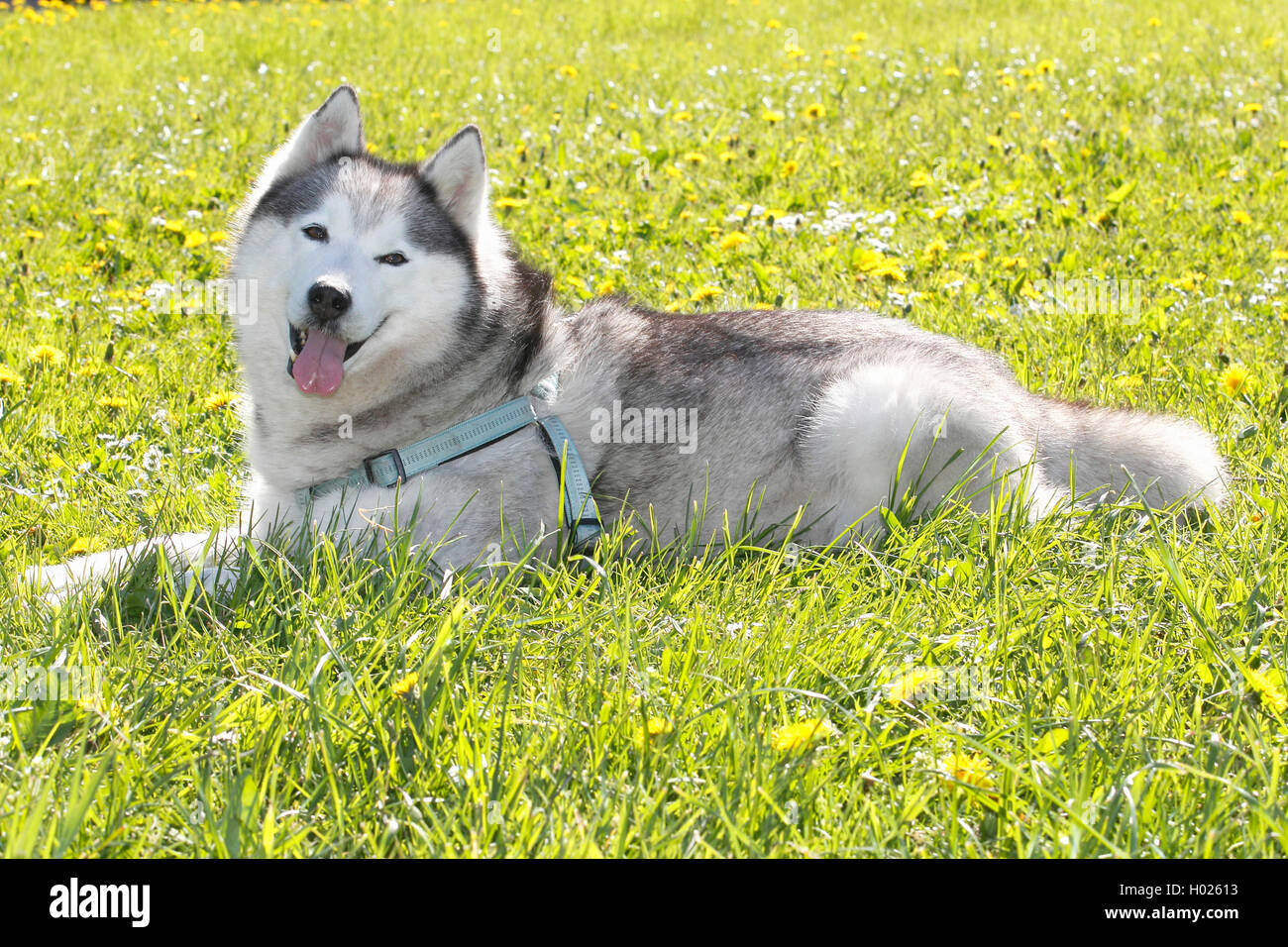 Siberian Husky (Canis lupus f. familiaris), ten years old male dog ...