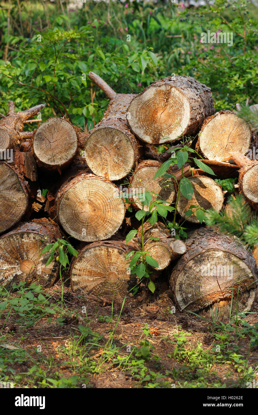 sawn off stacked tree trunks , Germany Stock Photo - Alamy