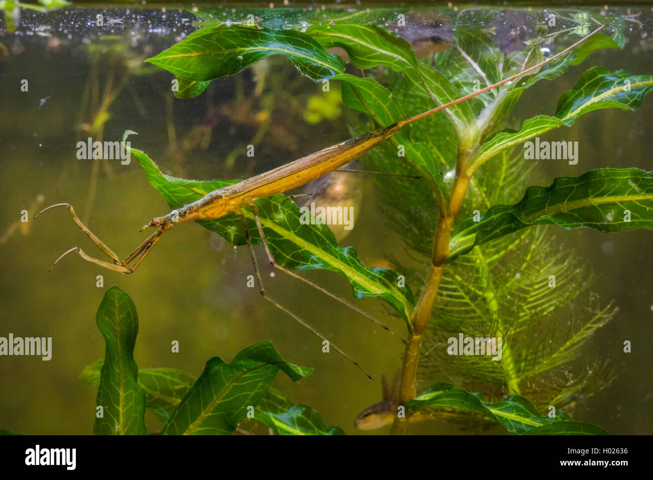 Water Stick Insect, Long-bodied Water Scorpion, Needle Bug (Ranatra ...