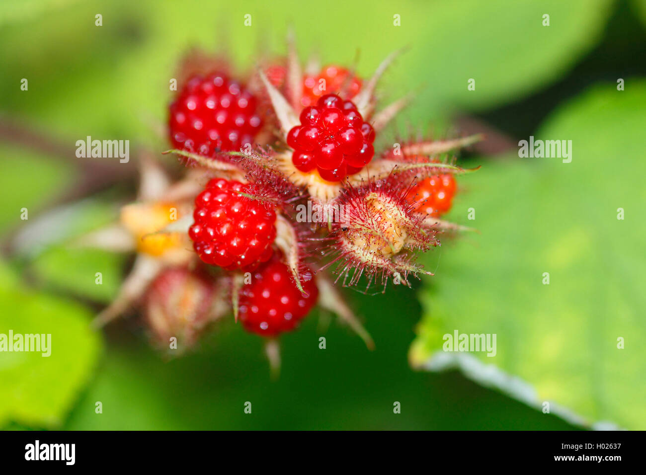 wine raspberry, wineberry (Rubus phoenicolasius), fruits Stock Photo ...