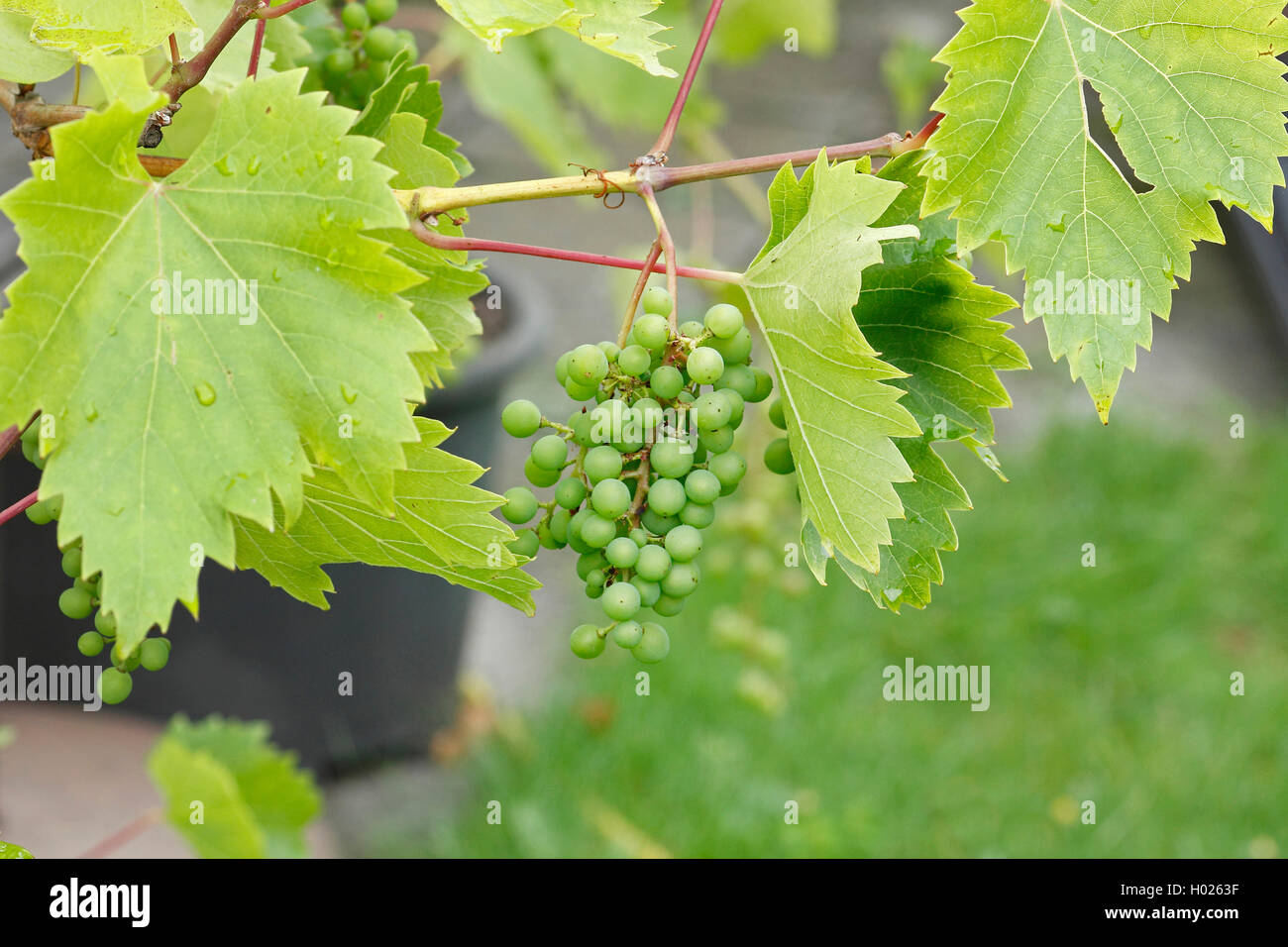 grapes of a white grape variety in the garden, Germany Stock Photo - Alamy