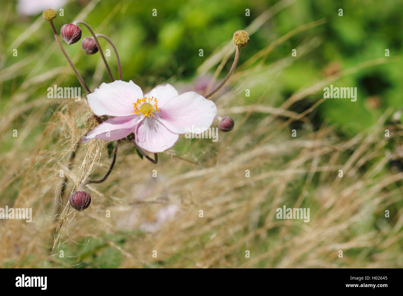Japanese anemone, Japanese windflower, Chinese anemone (Anemone ...