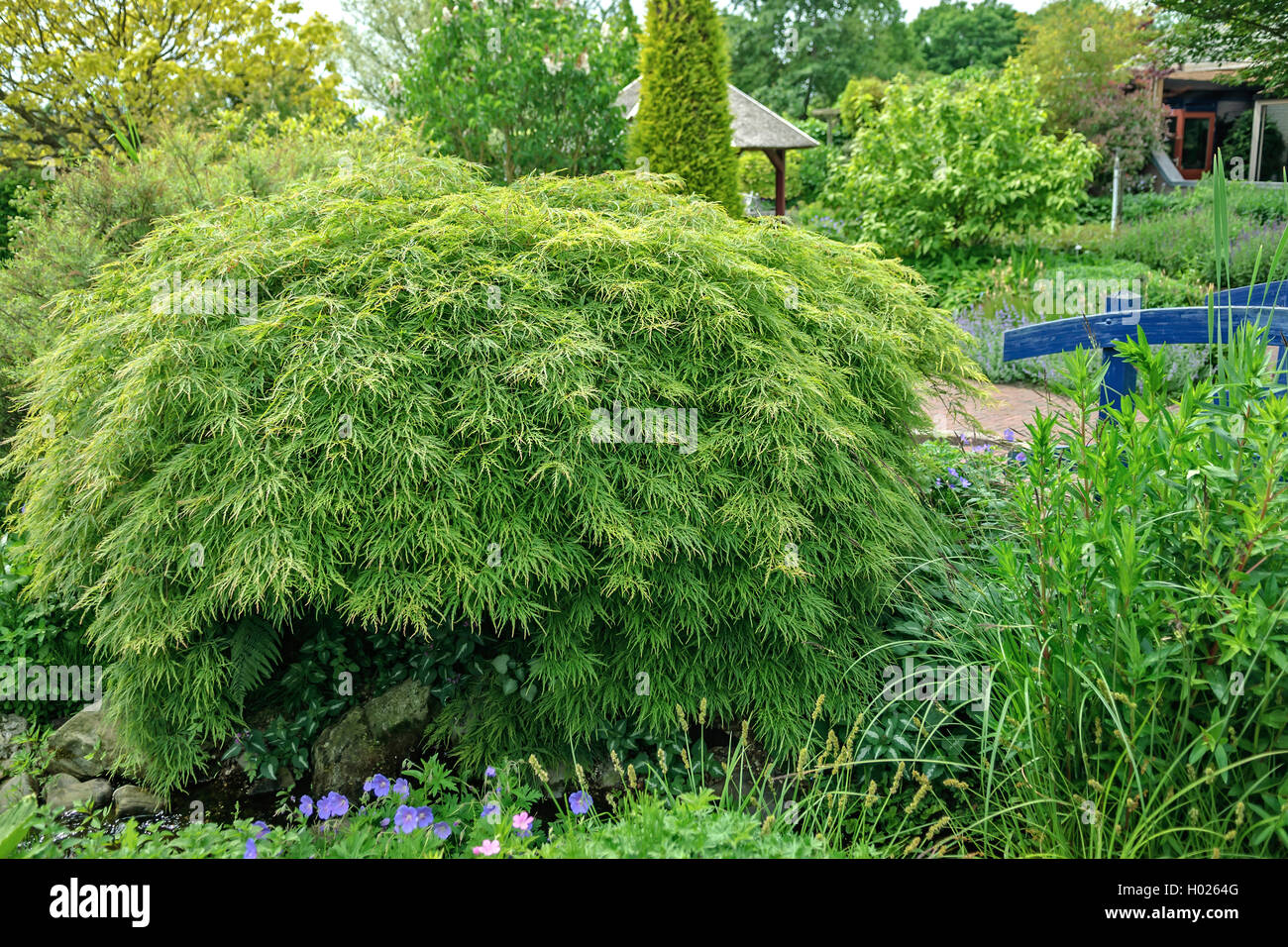 Japanese maple (Acer palmatum 'Dissectum', Acer palmatum Dissectum ...