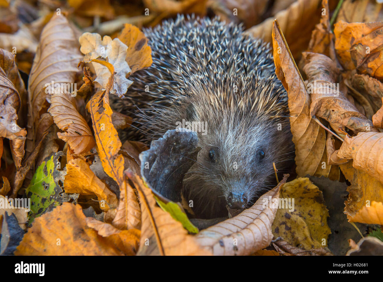 Europaeischer Igel, Westeuropaeischer Igel, Westigel, West-Igel ...