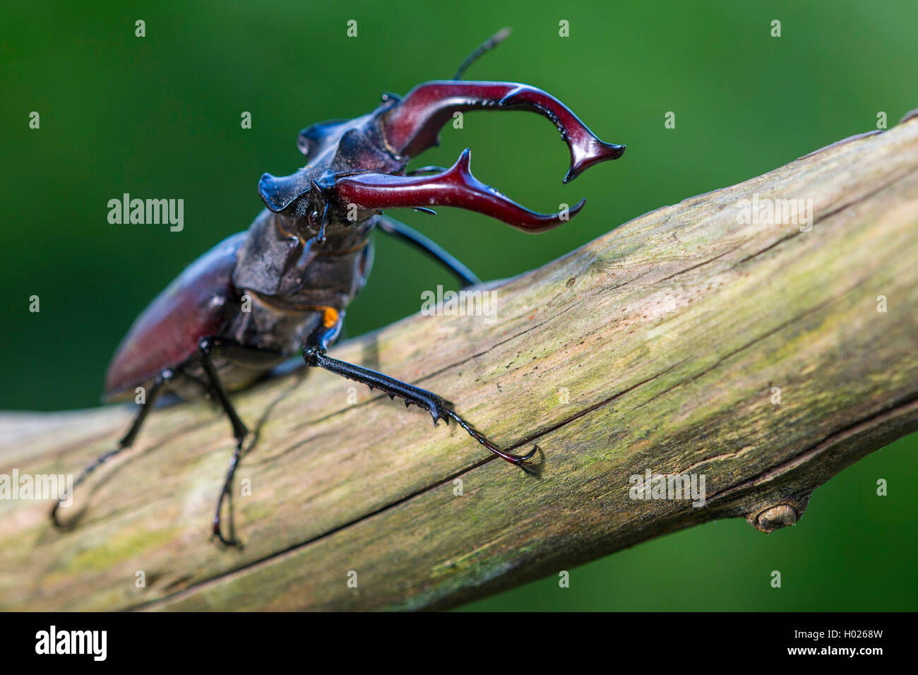 stag beetle, European stag beetle (Lucanus cervus), male on a branch ...