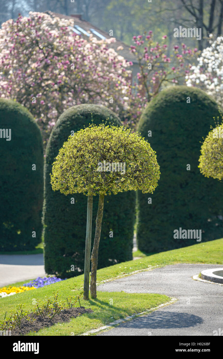 Topiary tree park hi-res stock photography and images - Alamy