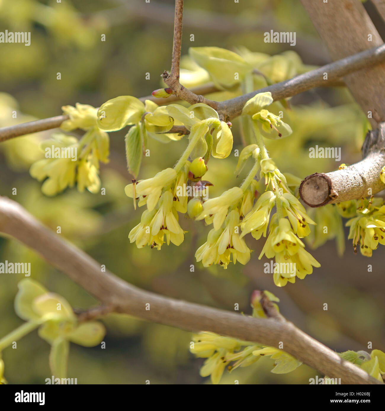 Buttercup Winter Hazel (Corylopsis pauciflora), blloming branch ...
