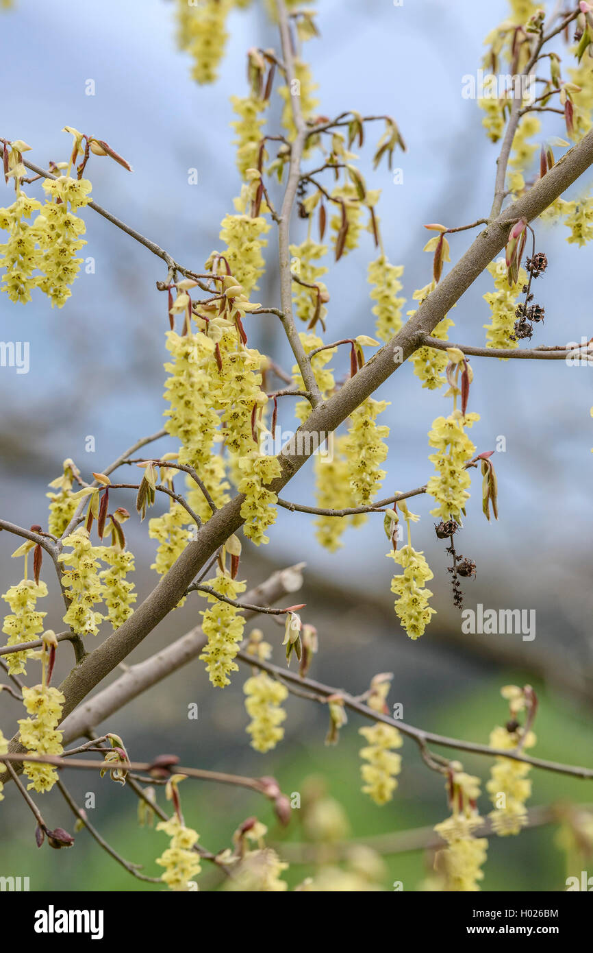 Chinese Winter Hazel (Corylopsis sinensis 'Spring Purple', Corylopsis ...