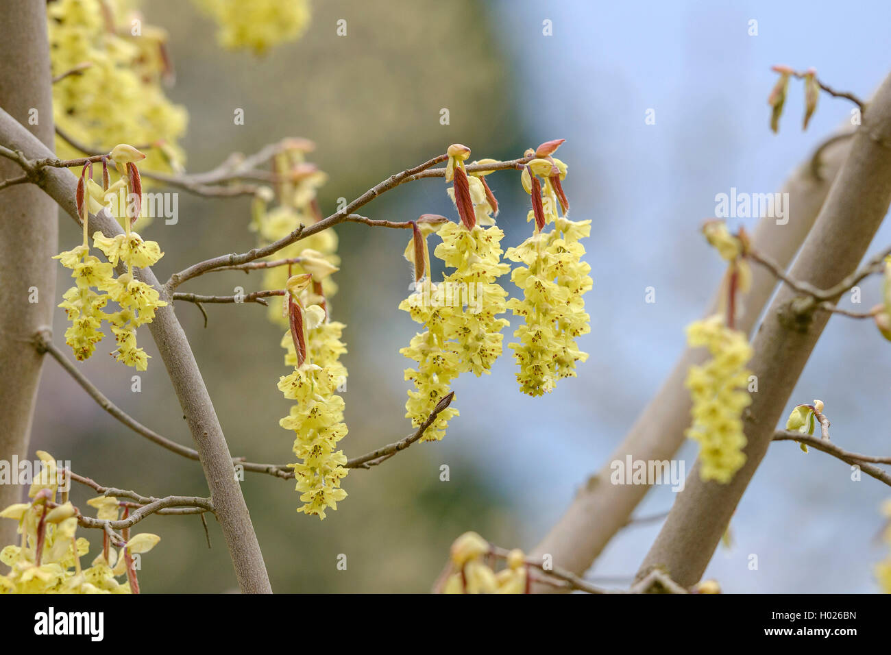 Chinese Winter Hazel (Corylopsis sinensis 'Spring Purple', Corylopsis ...