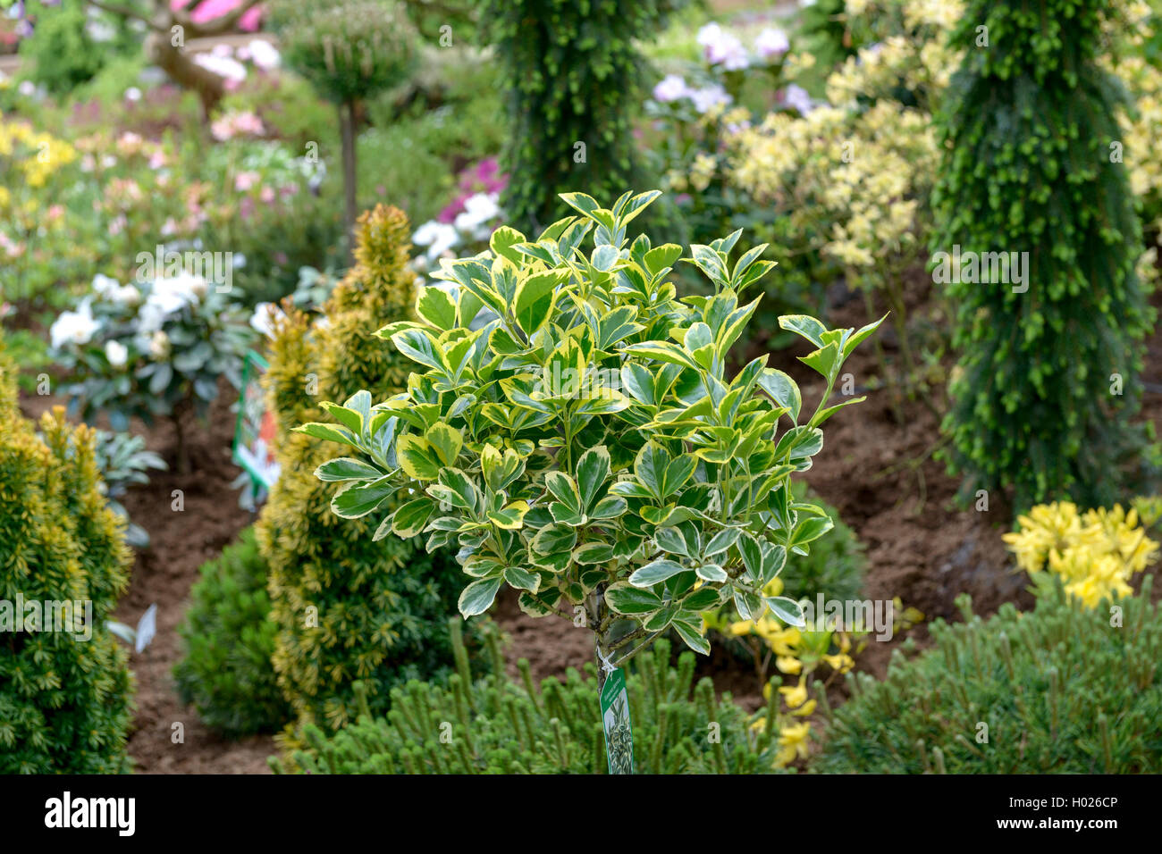 Japanese Euonymus (Euonymus japonicus 'Albomarginatus', Euonymus ...