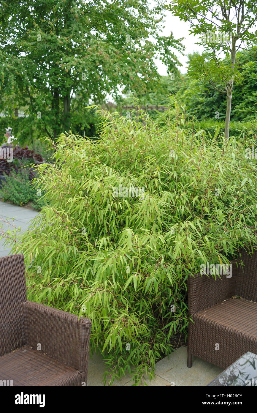 Bamboo (Fargesia murieliae 'Simba', Fargesia murieliae Simba), cultivar ...