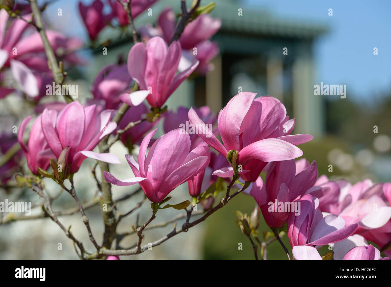 magnolia (Magnolia 'Galaxy', Magnolia Galaxy), cultivar Galaxy Stock ...