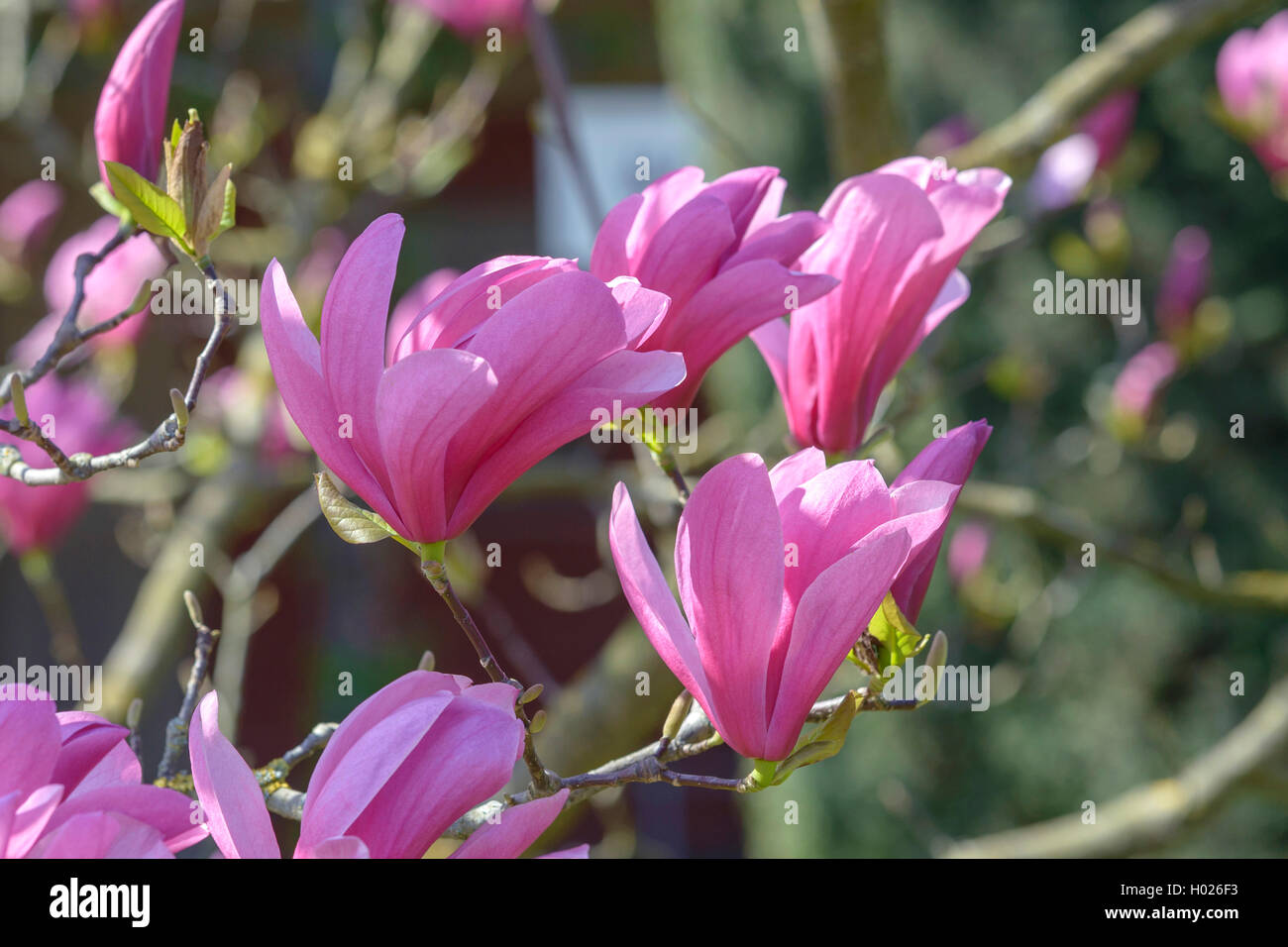 magnolia (Magnolia 'Galaxy', Magnolia Galaxy), cultivar Galaxy Stock ...
