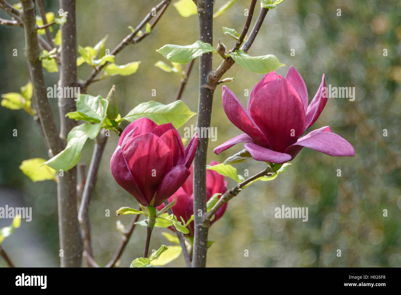 magnolia (Magnolia 'Genie', Magnolia Genie), cultivar Genie Stock Photo ...
