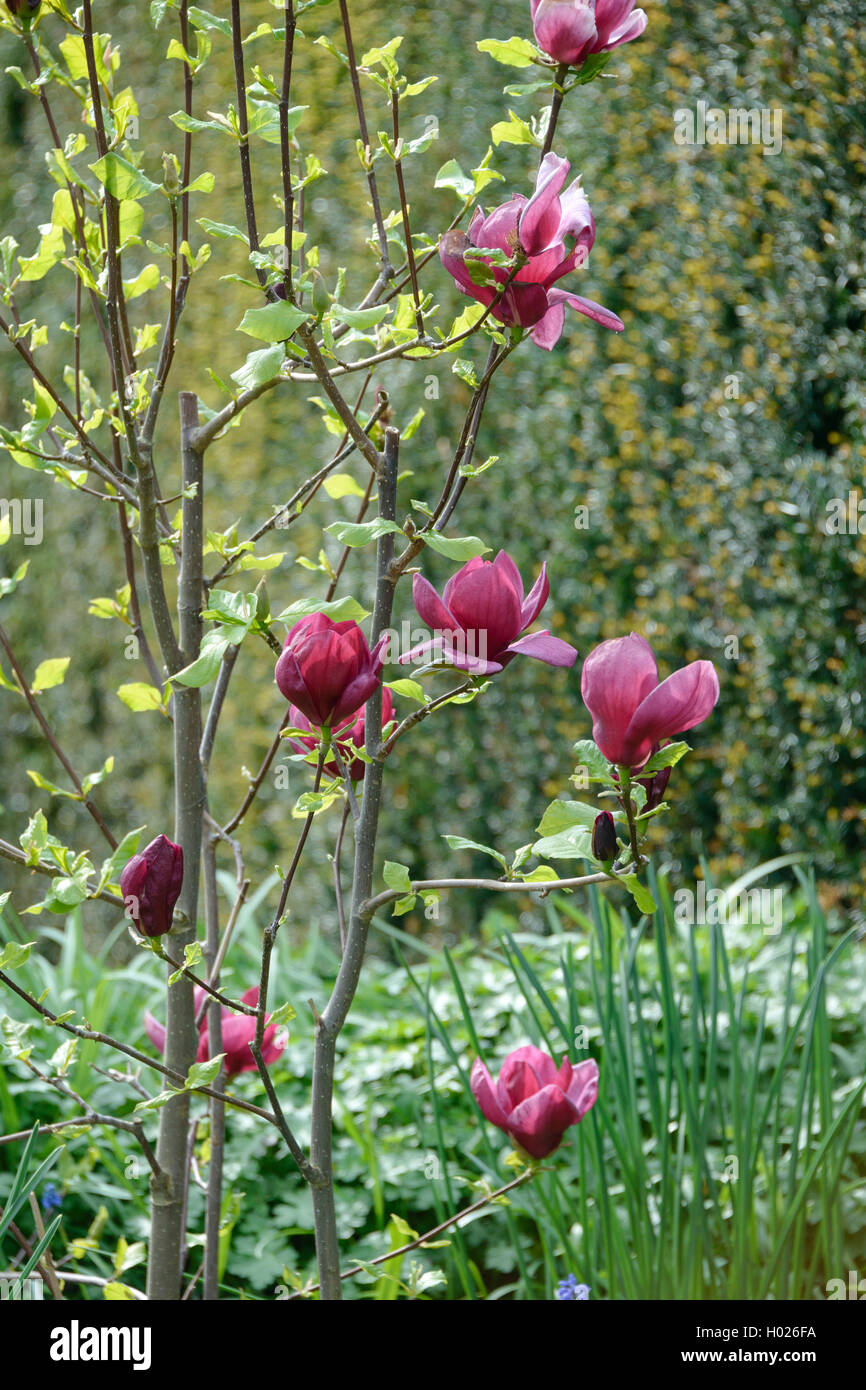 Magnolia soulangeana genie hi-res stock photography and images - Alamy