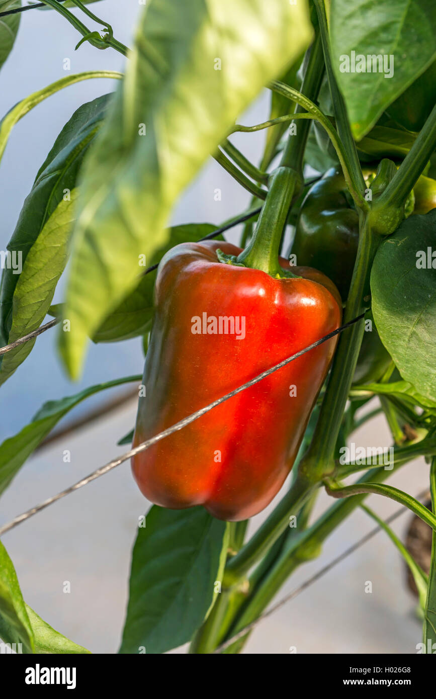 Bell Pepper Farming High Resolution Stock Photography and Images - Alamy