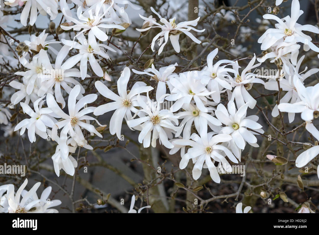 star magnolia (Magnolia stellata), blooming Stock Photo - Alamy