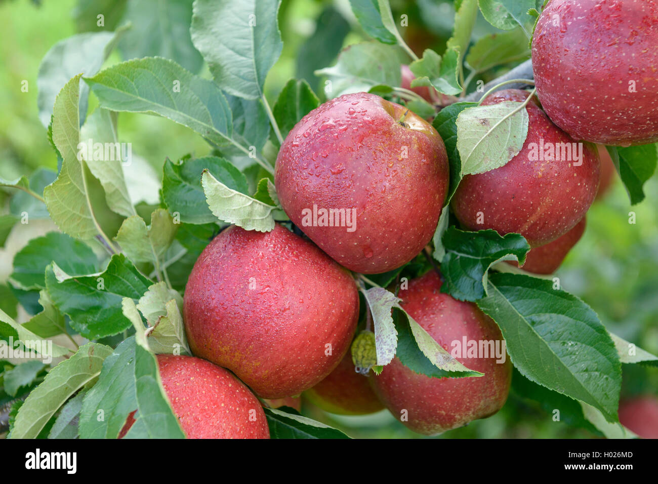 apple (Malus domestica 'Wellant', Malus domestica Wellant), cultivar ...