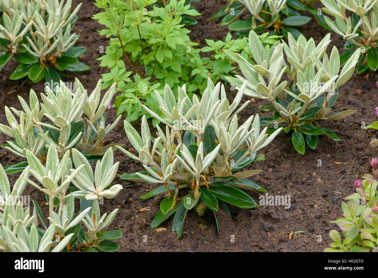 Rhododendron (Rhododendron 'Silvervelours', Rhododendron Silvervelours ...