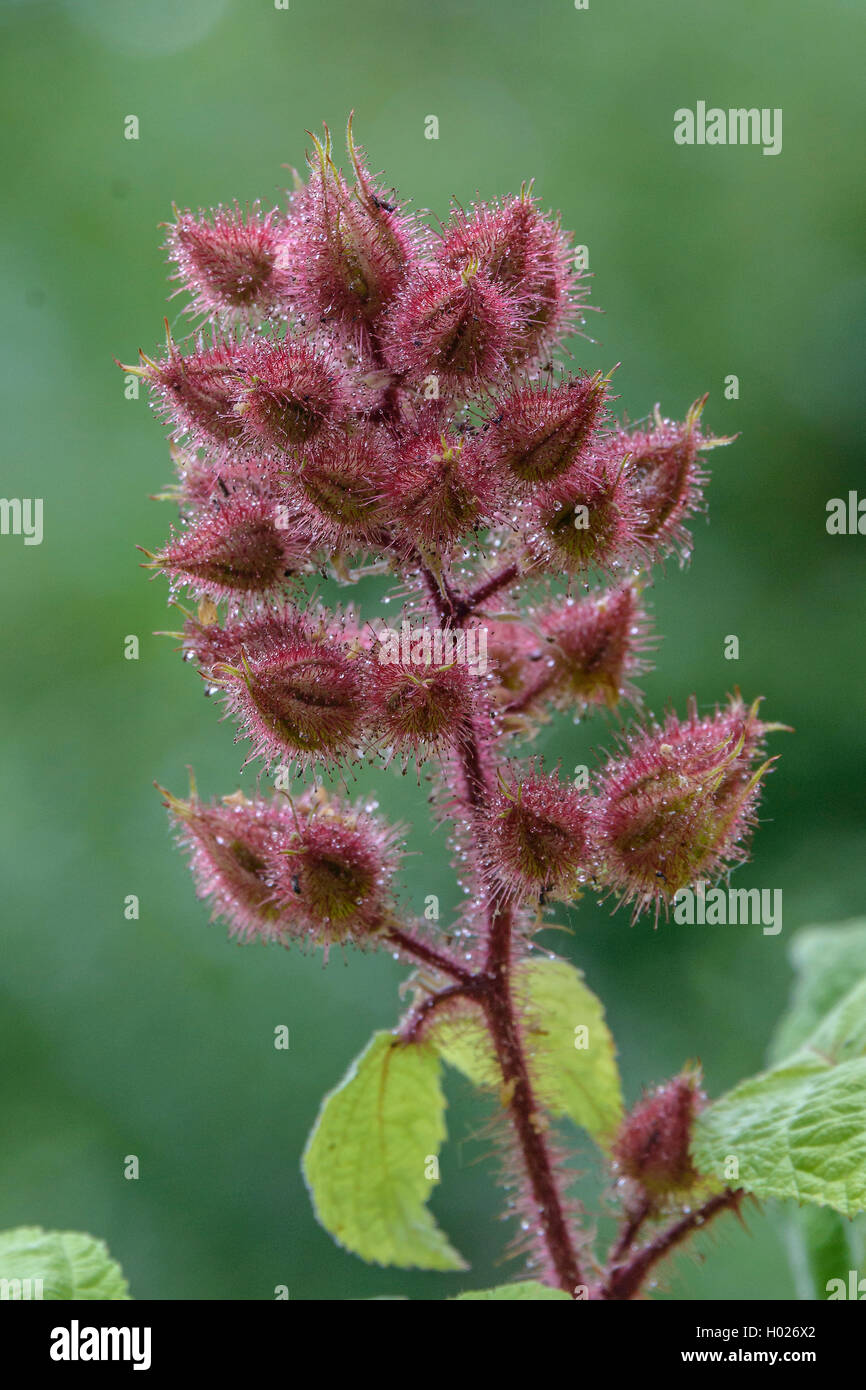 wine raspberry, wineberry (Rubus phoenicolasius), inflorescence Stock ...