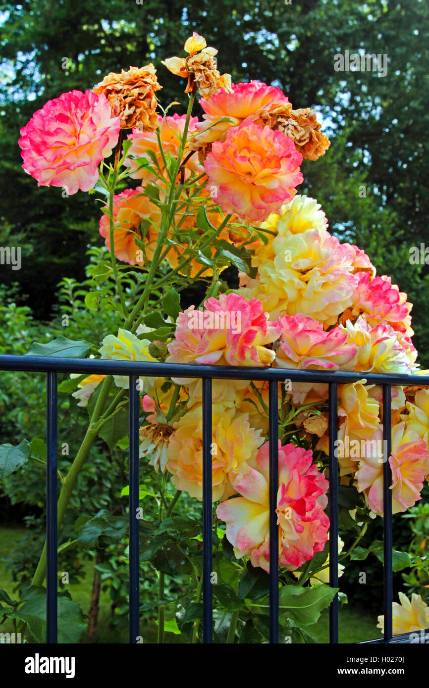 ornamental rose (Rosa spec.), blooming ornamental roses at a metal ...