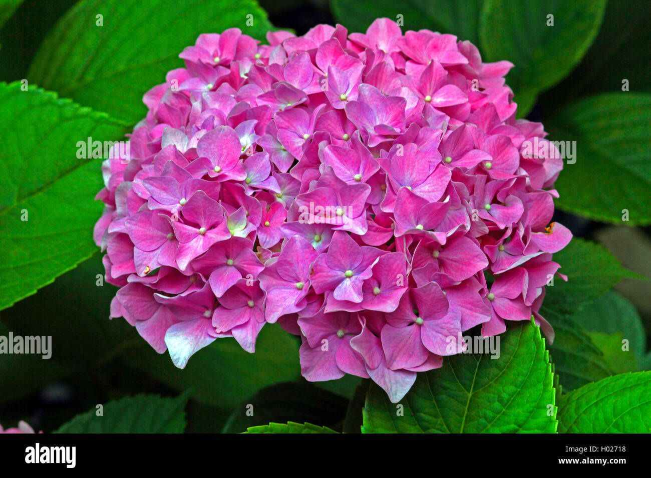 Gartenhortensie, Garten-Hortensie, Bauern-Hortensie, Bauernhortensie ...