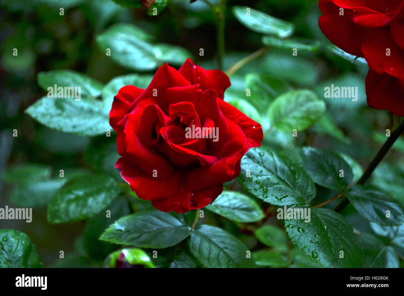 Red roses on bush in hi-res stock photography and images - Alamy