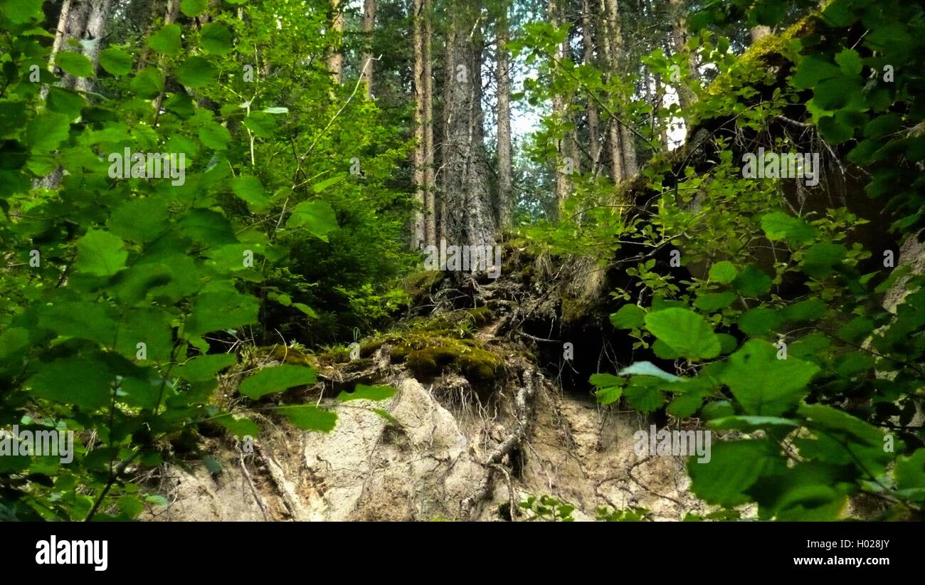 Different view, forest Stock Photo - Alamy