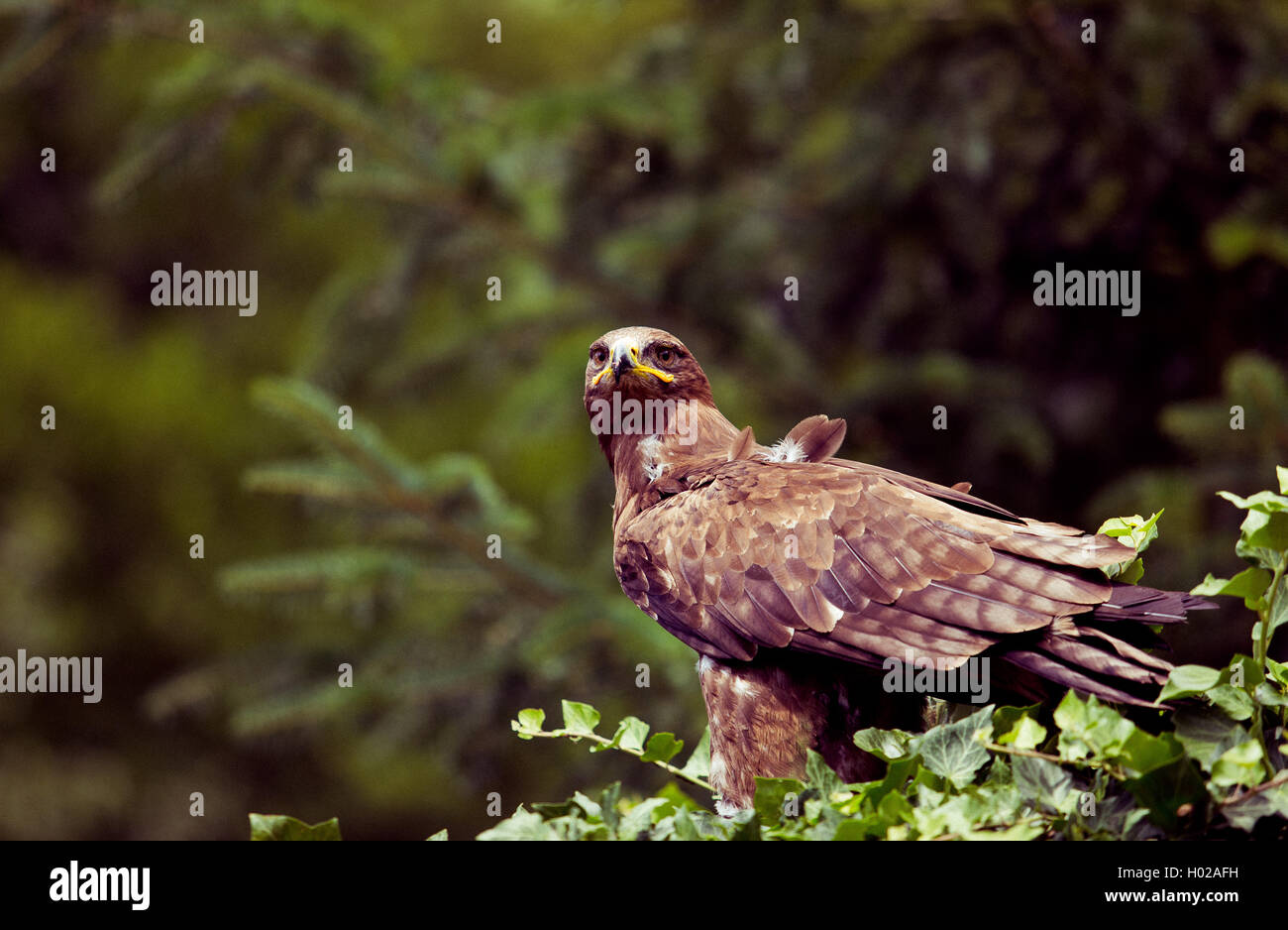 Trained wild bird Buzzard forest Stock Photo - Alamy