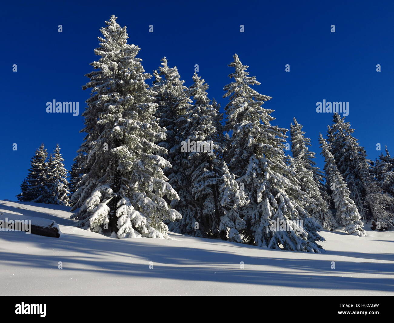 Snow covered firs in the Bernese Oberland. Idyllic winter scene Stock ...
