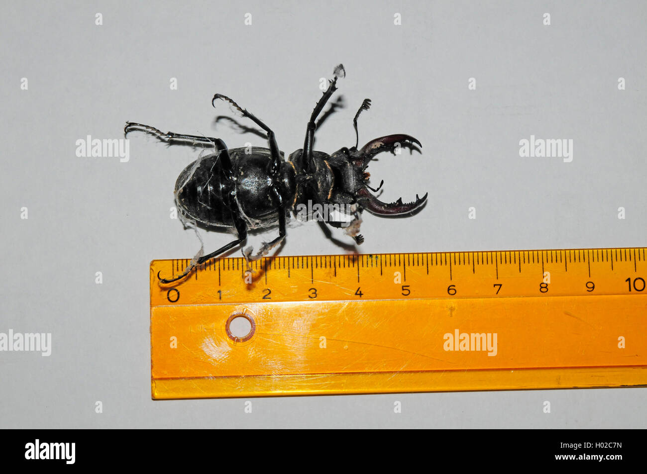 Beetle Foot High Resolution Stock Photography and Images - Alamy