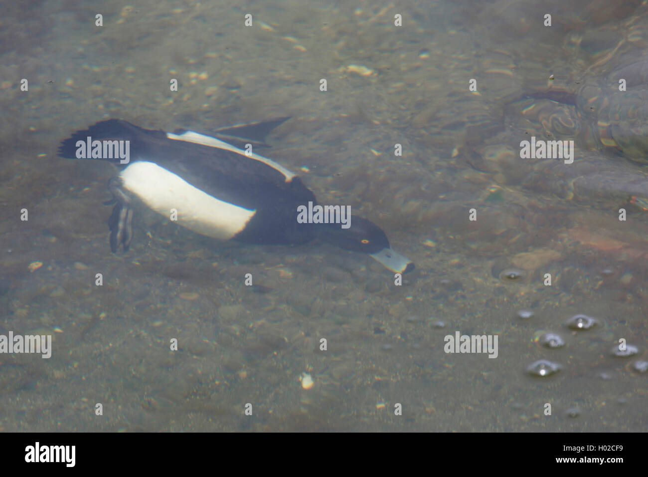 Duck swimming underwater view hi-res stock photography and images - Alamy