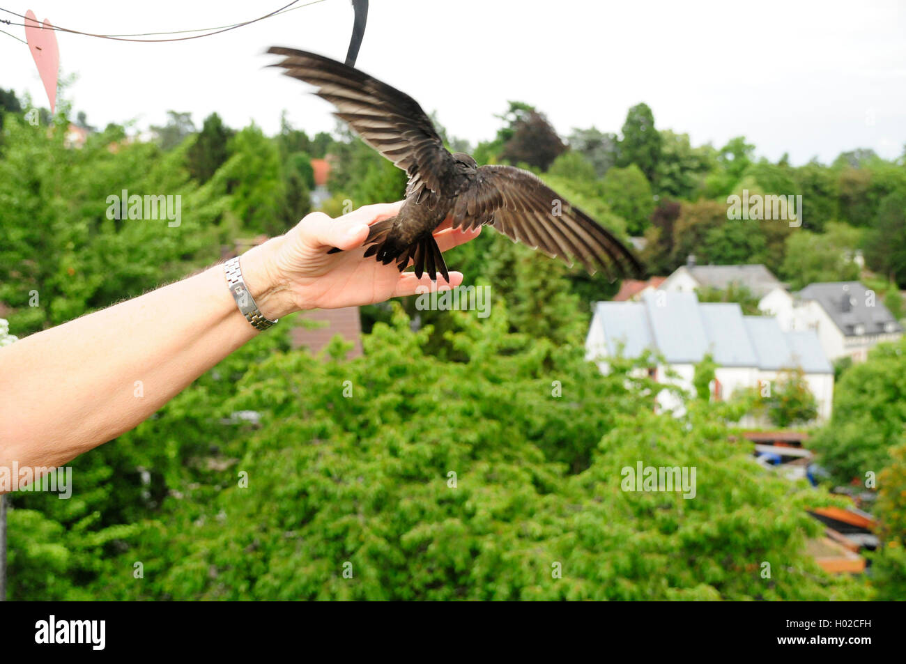 Hand Rearing A Young Bird High Resolution Stock Photography and Images ...