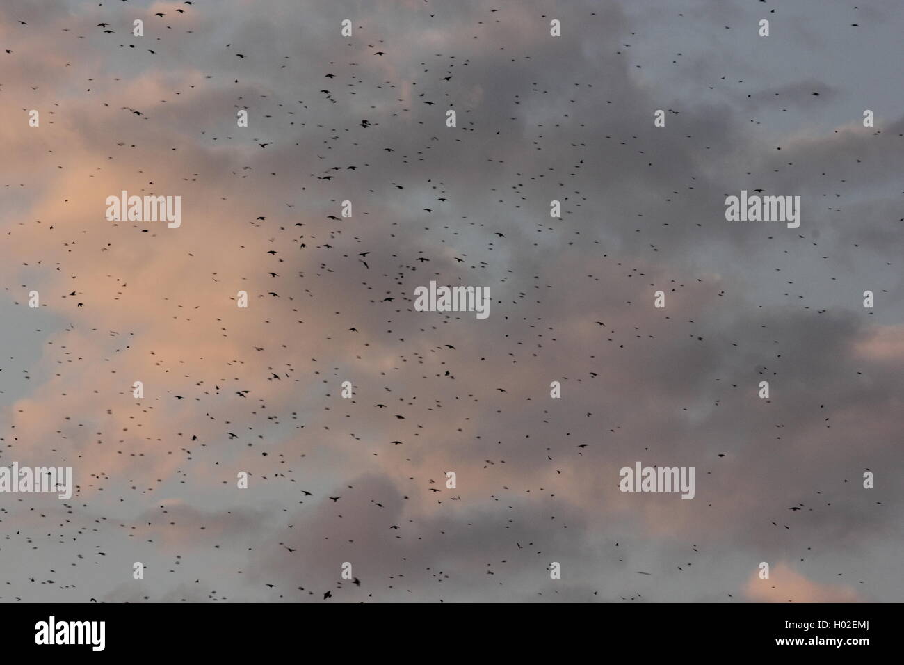 birds migrating, a beautiful picture of starlings migrating, Roma, Rome ...