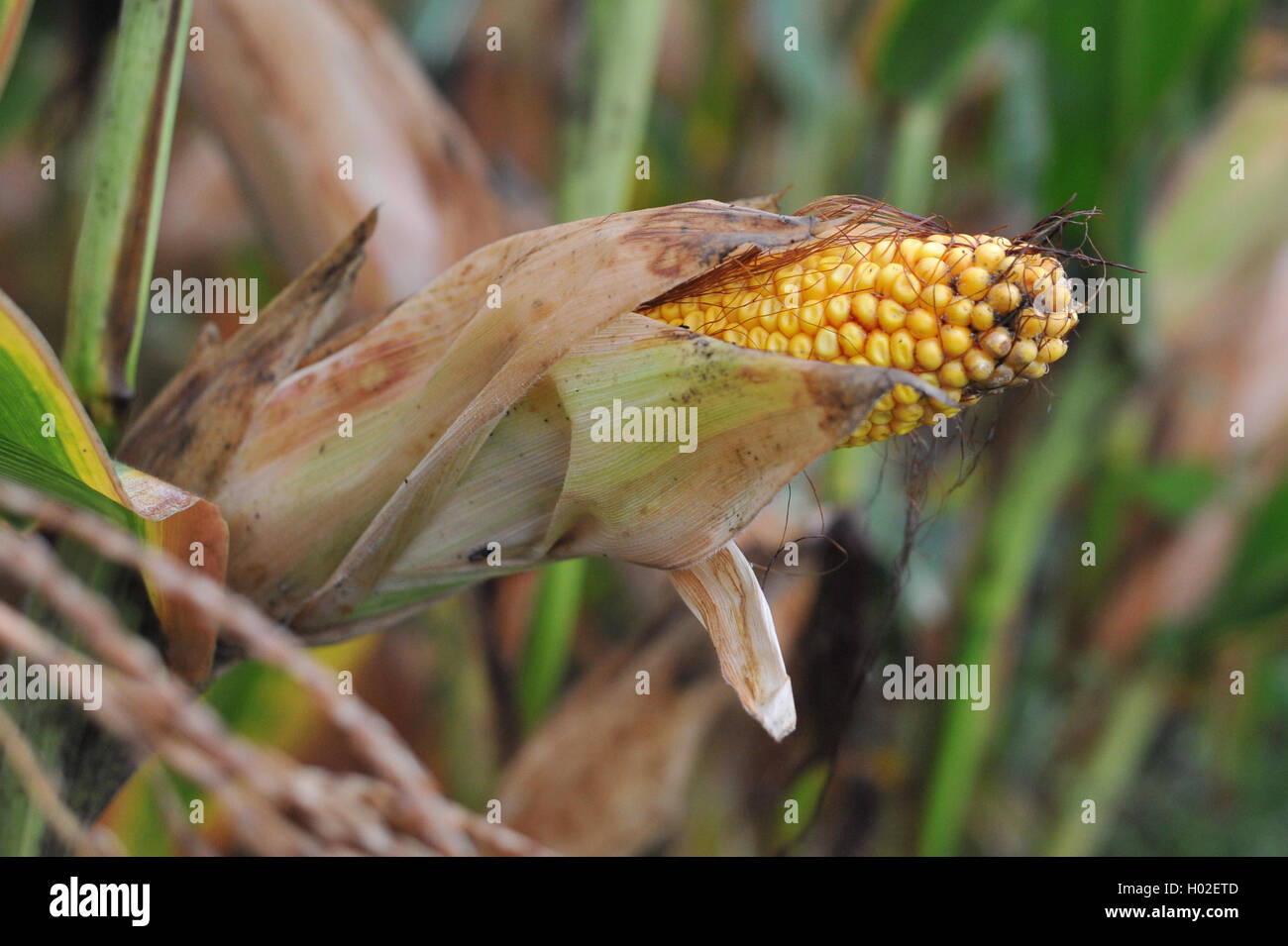 corn for silage, fodder Stock Photo - Alamy