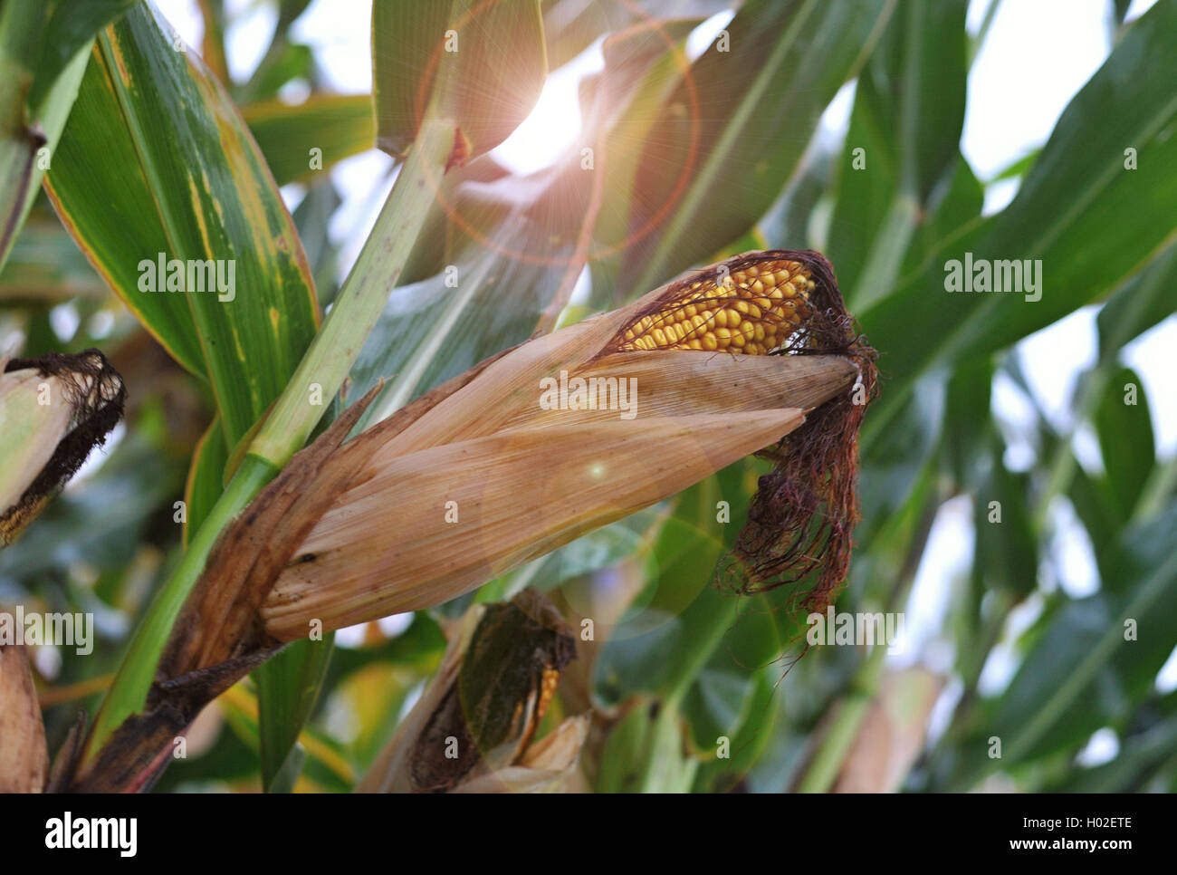 corn for silage, fodder Stock Photo - Alamy