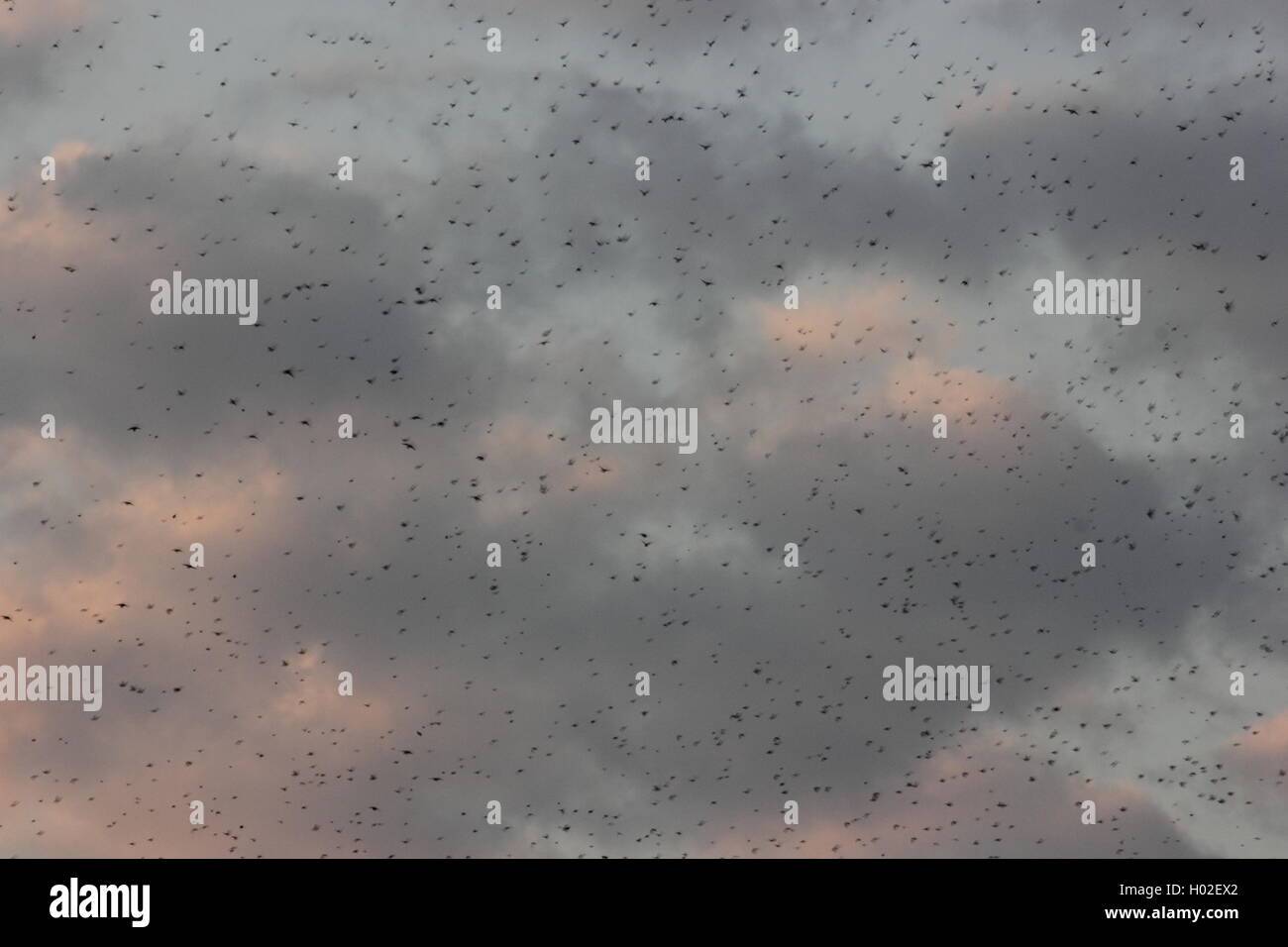 birds migrating, a beautiful picture of starlings migrating, Roma, Rome ...
