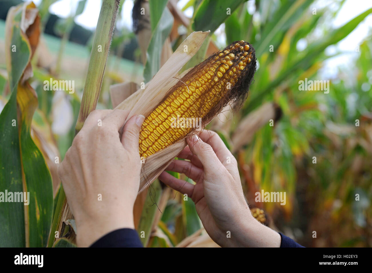 Fodder Corn High Resolution Stock Photography and Images - Alamy