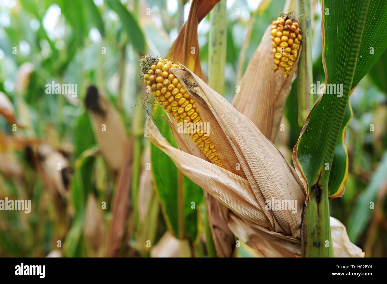 Fodder Corn High Resolution Stock Photography and Images - Alamy