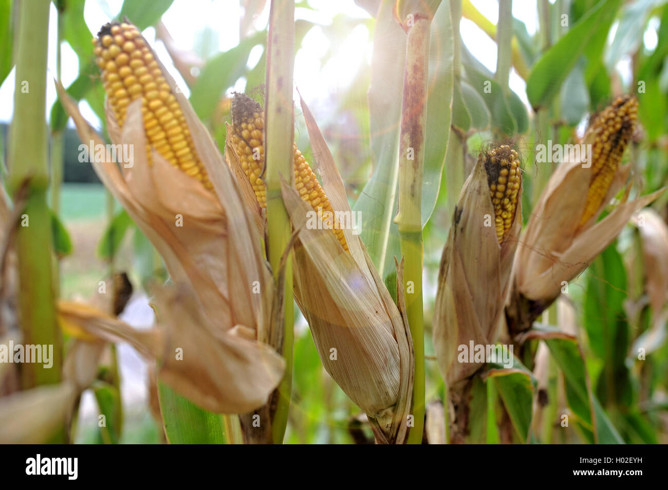 Fodder Corn High Resolution Stock Photography and Images - Alamy