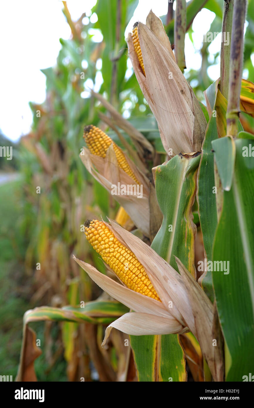 corn for silage, fodder Stock Photo - Alamy