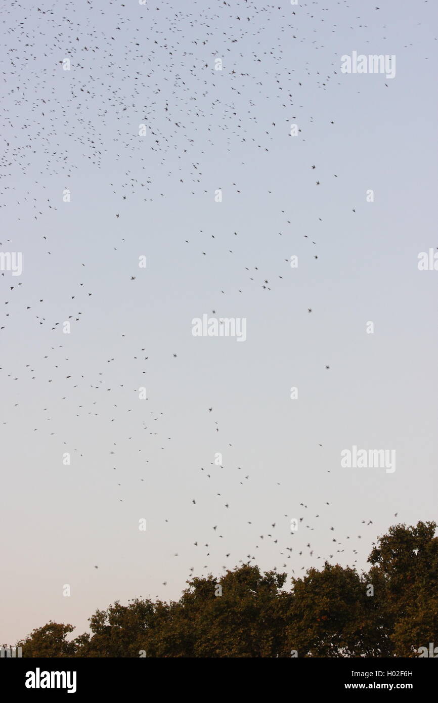 birds migrating, a beautiful picture of starlings migrating, Roma, Rome ...