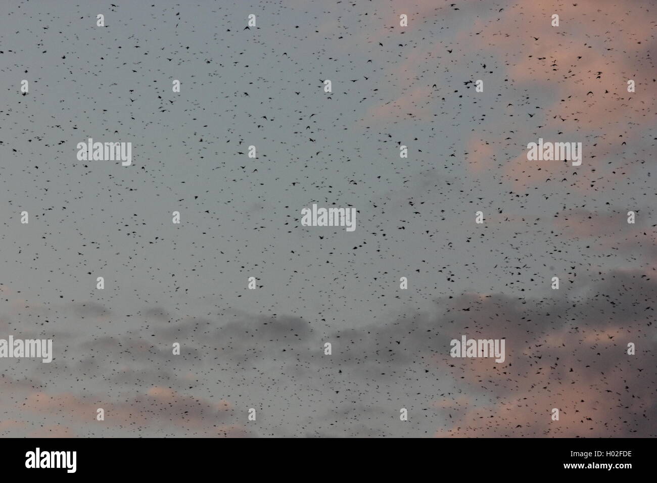 birds migrating, a beautiful picture of starlings migrating, Roma, Rome ...