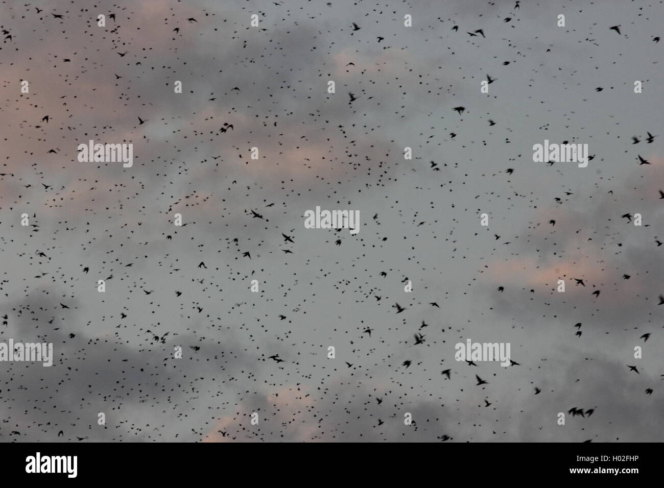 birds migrating, a beautiful picture of starlings migrating, Roma, Rome ...