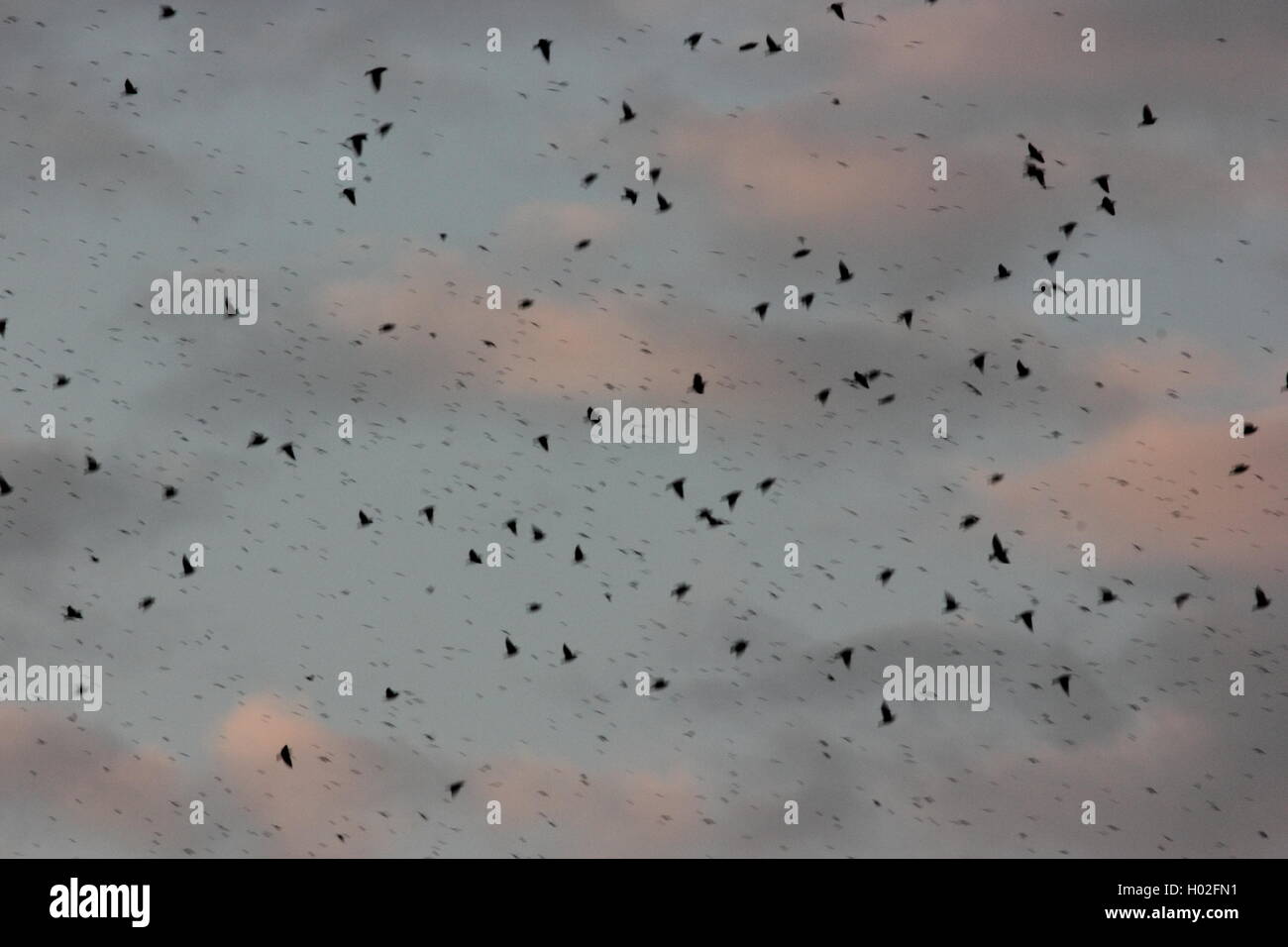 birds migrating, a beautiful picture of starlings migrating, Roma, Rome ...