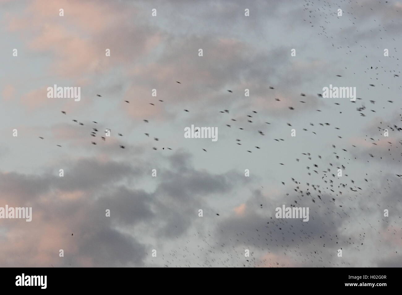 Flocks of starlings hi-res stock photography and images - Alamy