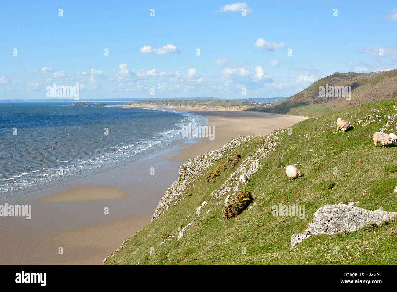 Rhossili Bay with sheep grazing and people on beach. Gower Peninsular ...