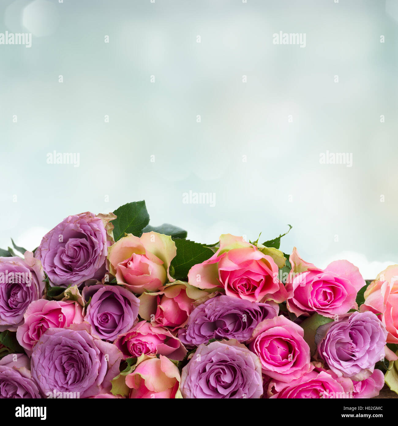 bouquet of fresh roses Stock Photo - Alamy