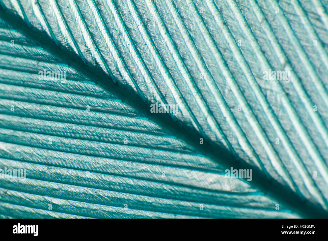 Blue feather close-up Stock Photo - Alamy